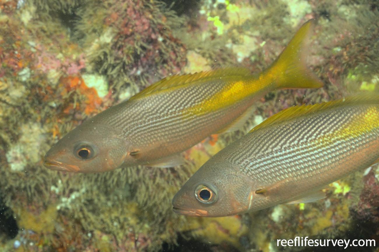 Lutjanus inermis - Golden Snapper | ReefLifeSurvey.com