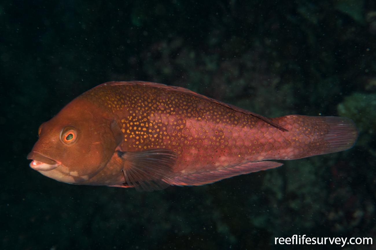 Notolabrus parilus - Brown-spotted Wrasse | ReefLifeSurvey.com