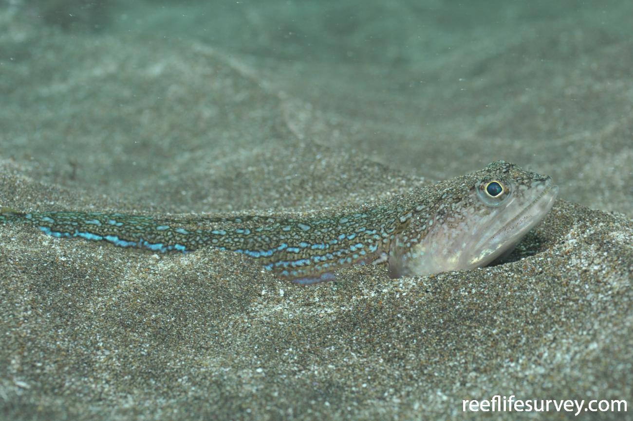 Synodus saurus - Atlantic Lizardfish | ReefLifeSurvey.com