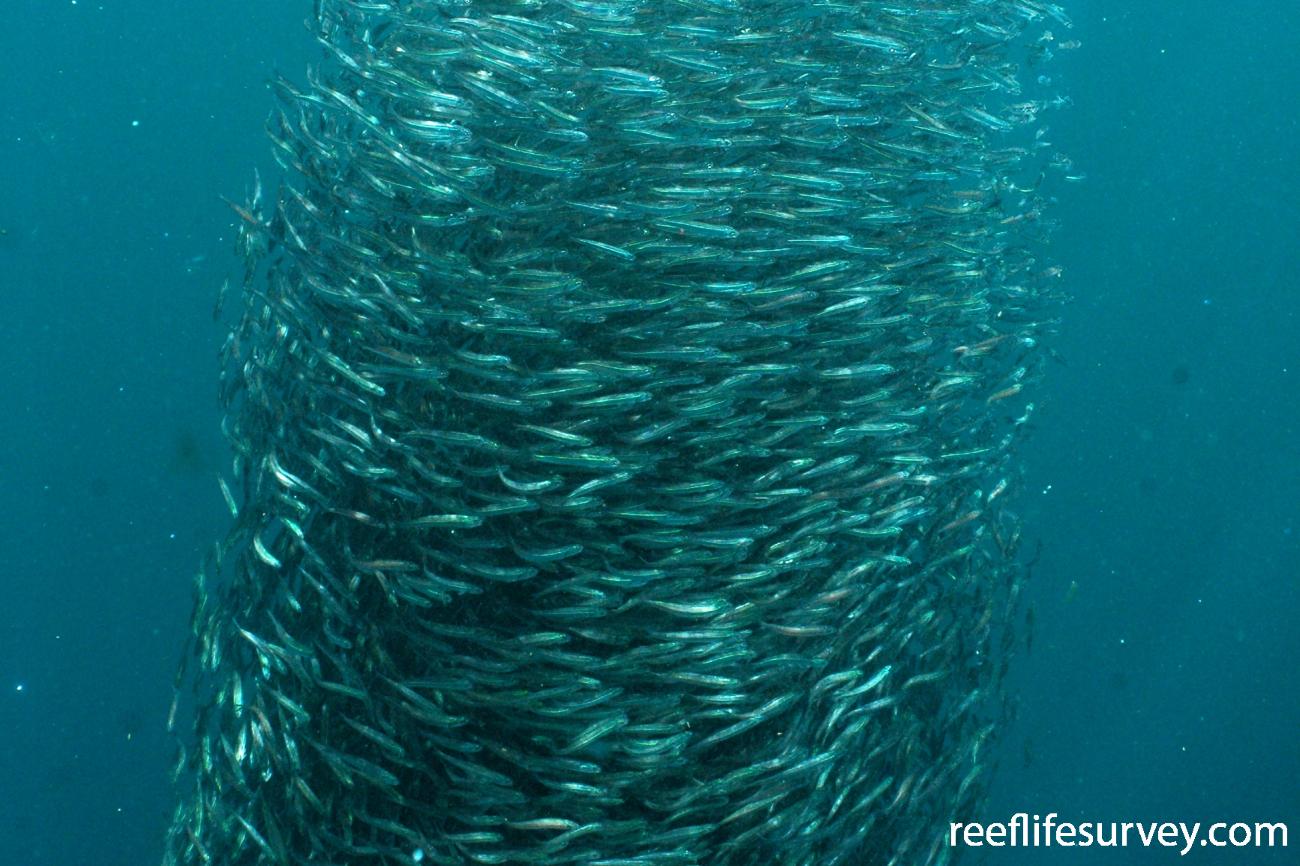 Engraulis australis - Australian Anchovy | ReefLifeSurvey.com
