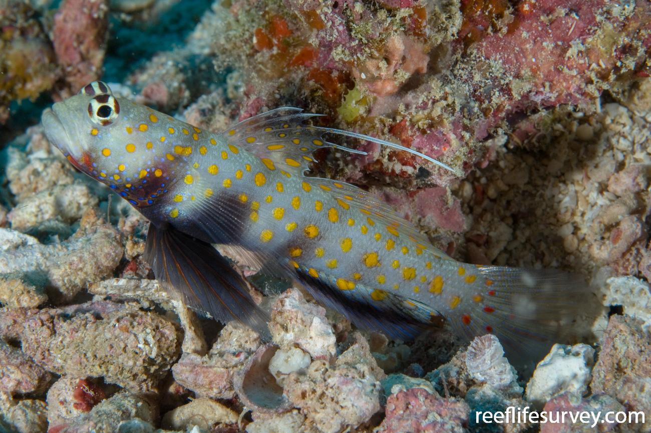 Amblyeleotris guttata - Blackchest Shrimpgoby | ReefLifeSurvey.com