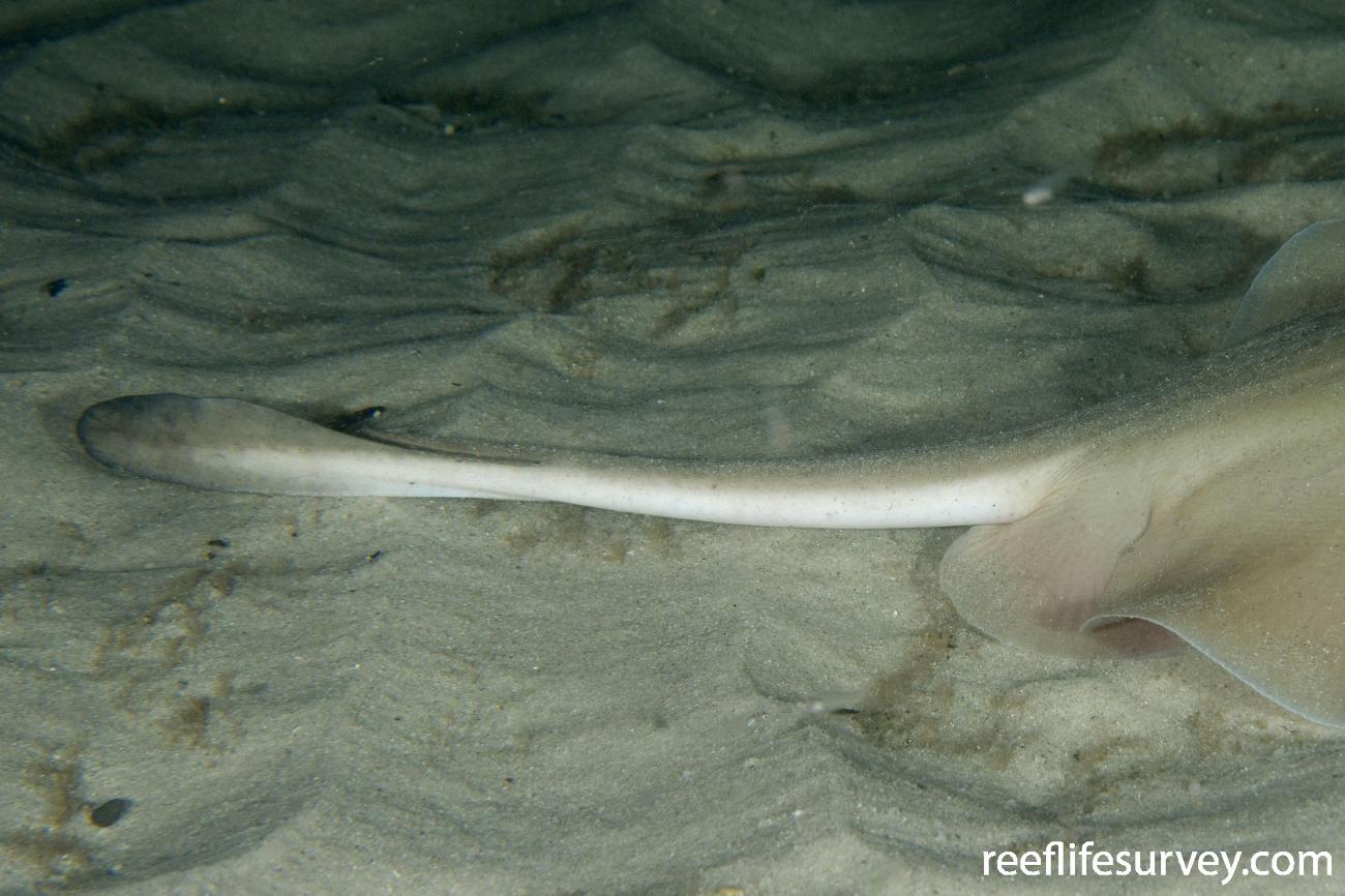 Trygonoptera imitata - Eastern Shovelnose Stingaree | ReefLifeSurvey.com