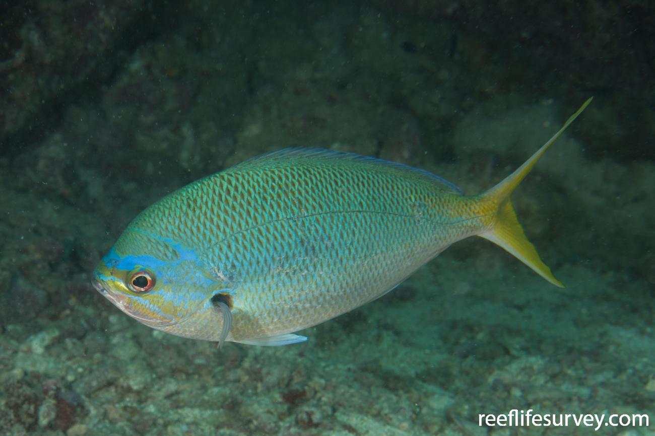 Caesio cuning - Yellowtail Fusilier | ReefLifeSurvey.com