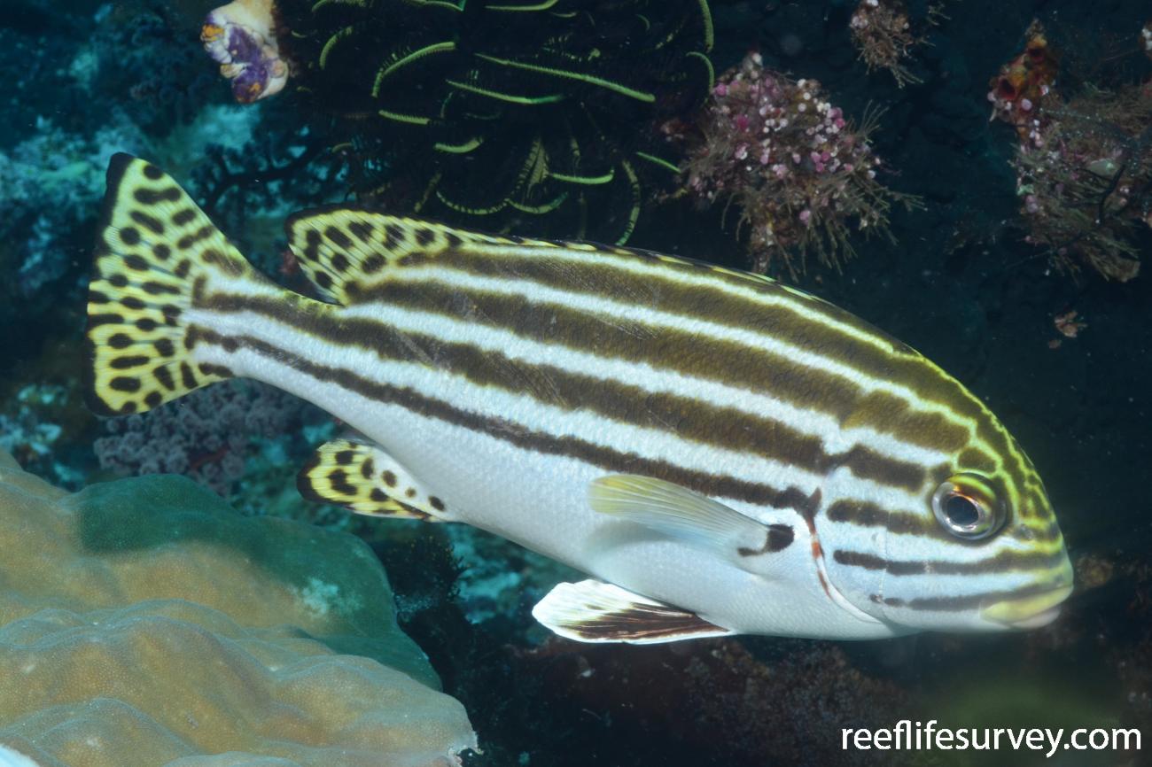 Plectorhinchus lessonii - Striped Sweetlips | ReefLifeSurvey.com