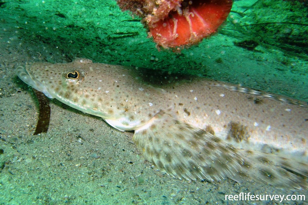 Platycephalus speculator - Yank Flathead | ReefLifeSurvey.com