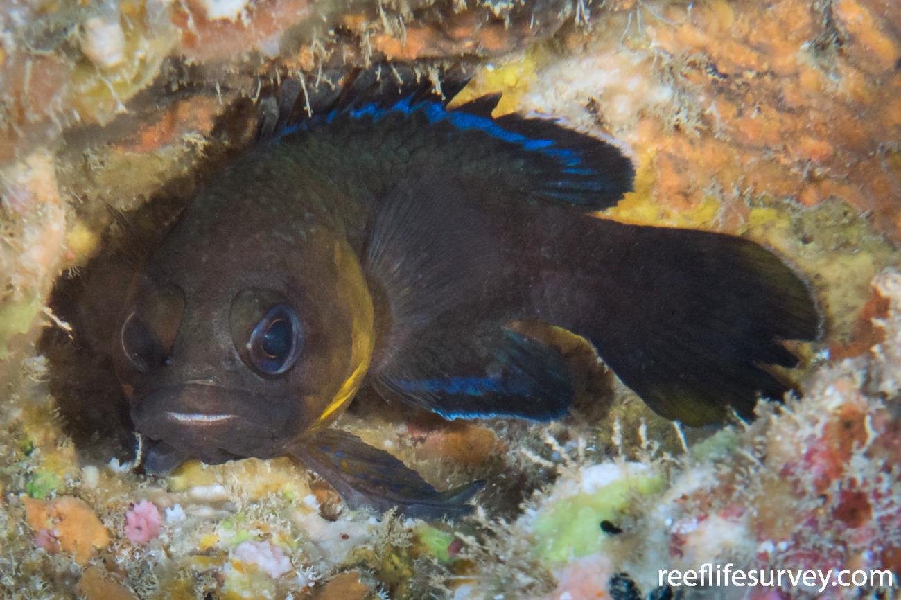 Plesiops insularis - Island Longfin | ReefLifeSurvey.com