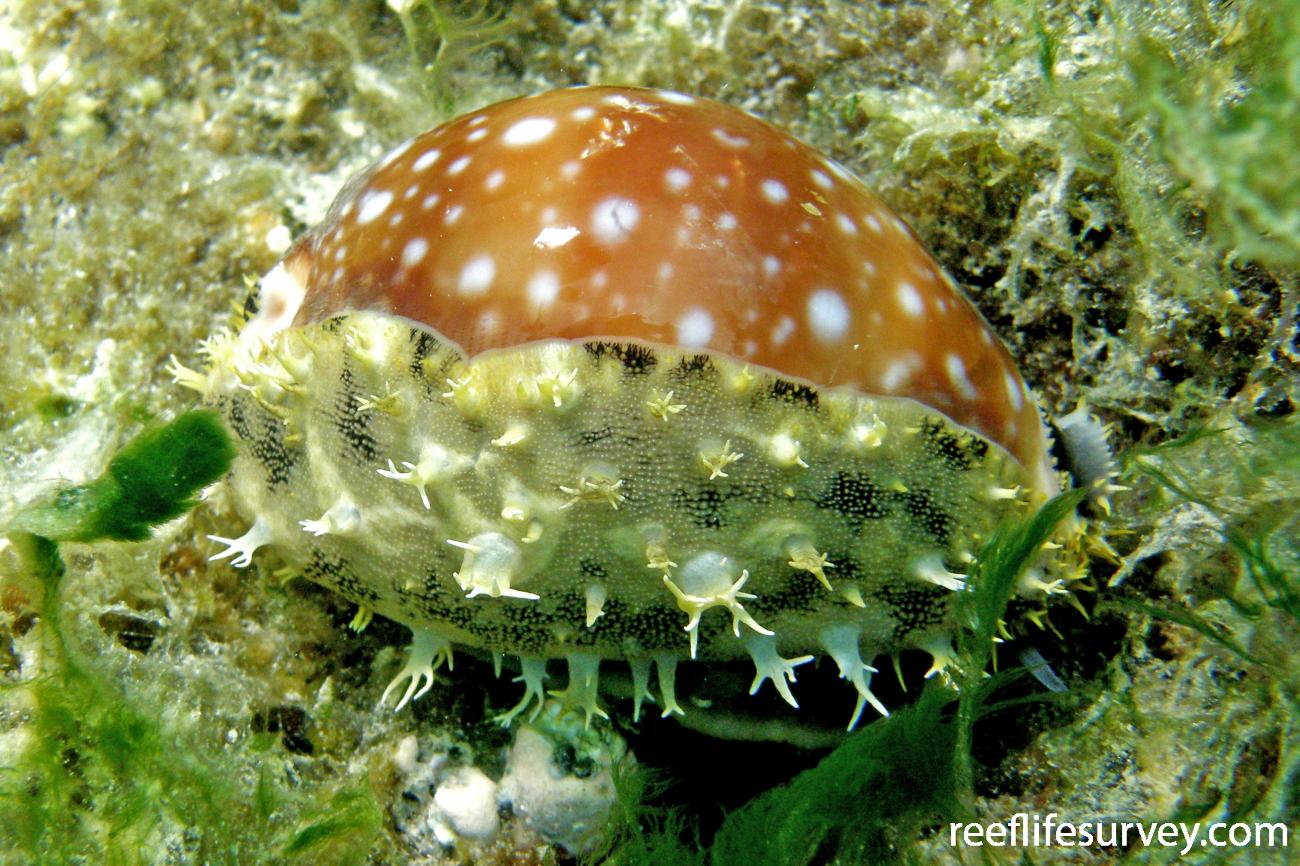 Lyncina vitellus - Pacific Deer Cowrie | ReefLifeSurvey.com