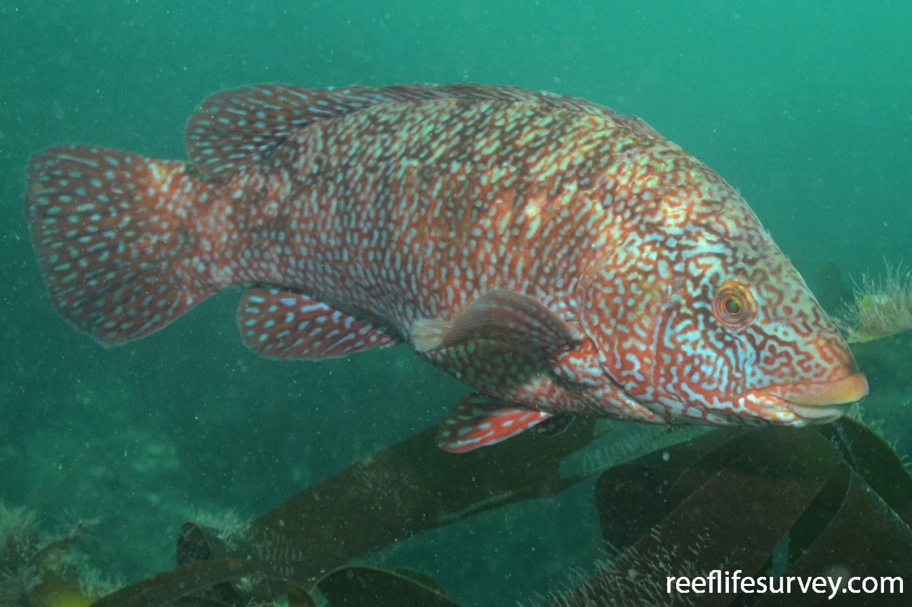 Labrus bergylta - Ballan Wrasse | ReefLifeSurvey.com