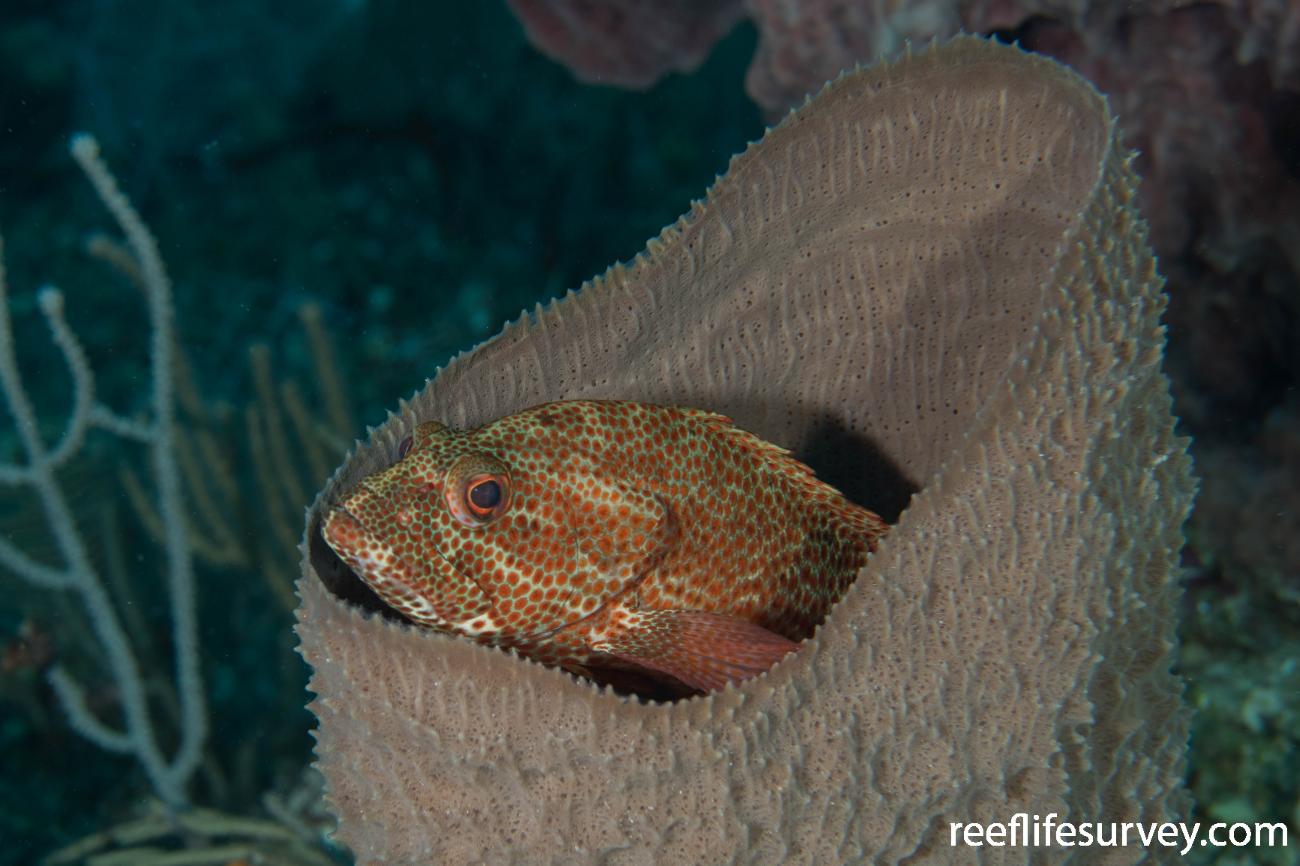 Cephalopholis cruentata - Graysby | ReefLifeSurvey.com