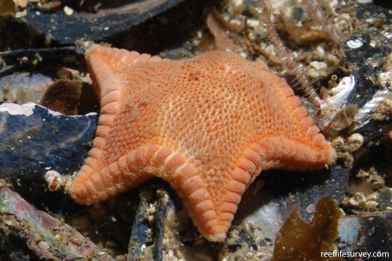 Odontaster penicillatus - Tooth Star | ReefLifeSurvey.com