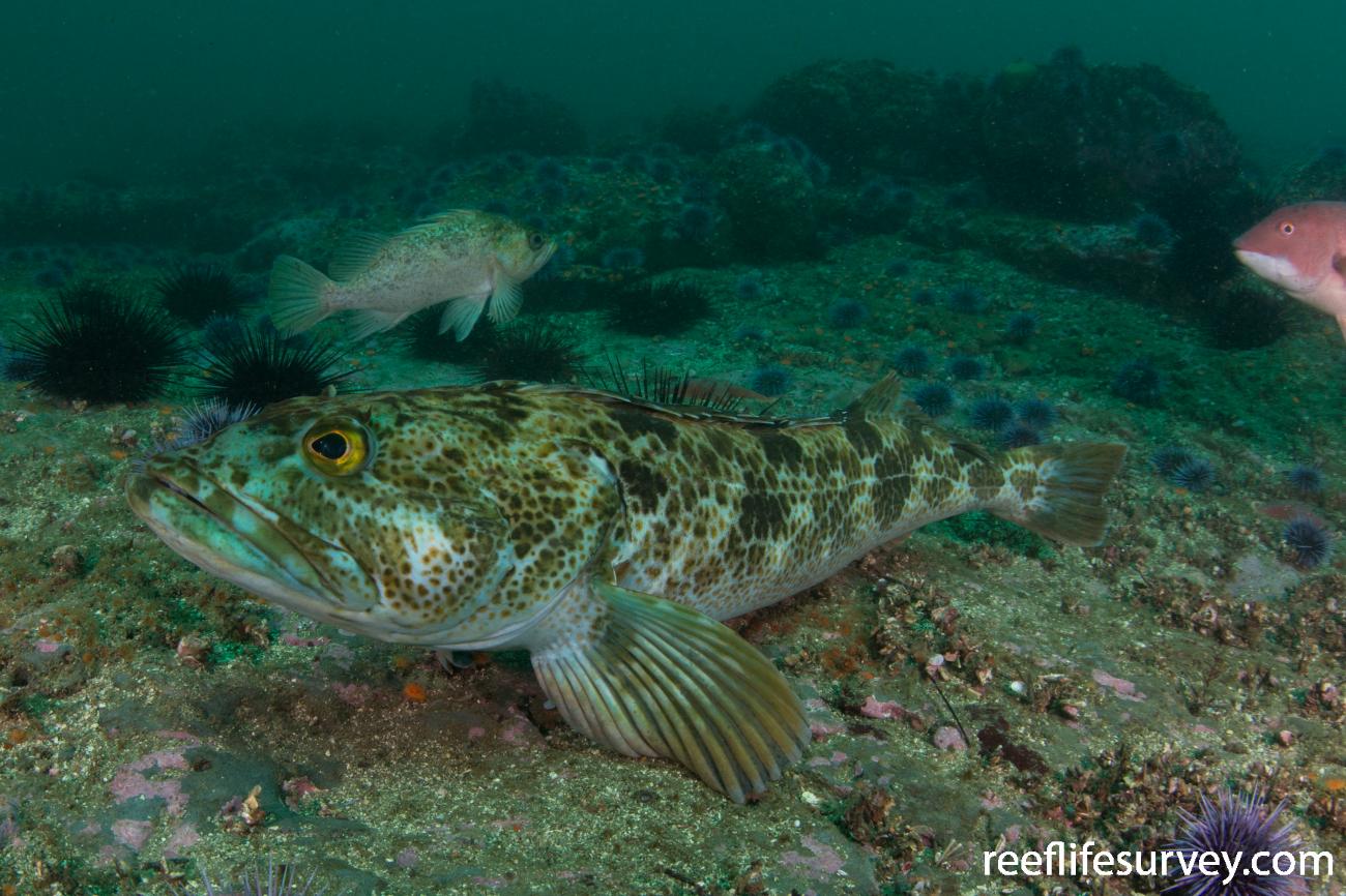 Ophiodon elongatus - Lingcod | ReefLifeSurvey.com