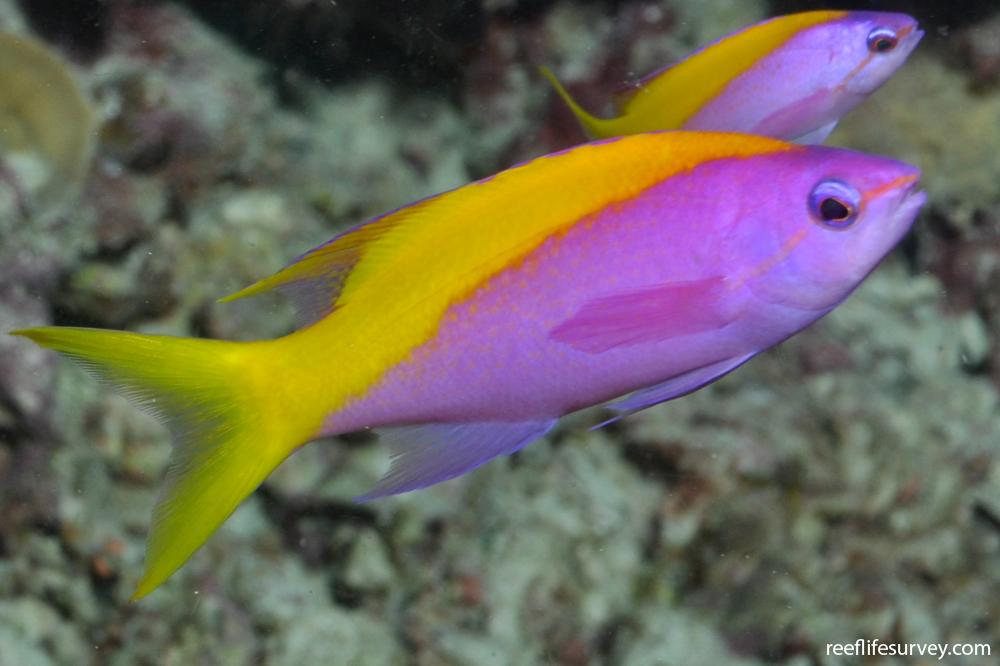 Pseudanthias evansi - Yellowback Anthias | ReefLifeSurvey.com