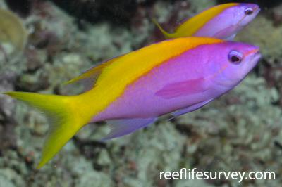 Pseudanthias hypselosoma - Pink Basslet | ReefLifeSurvey.com