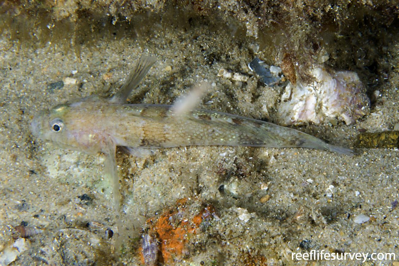 Callogobius depressus - Flathead Goby | ReefLifeSurvey.com
