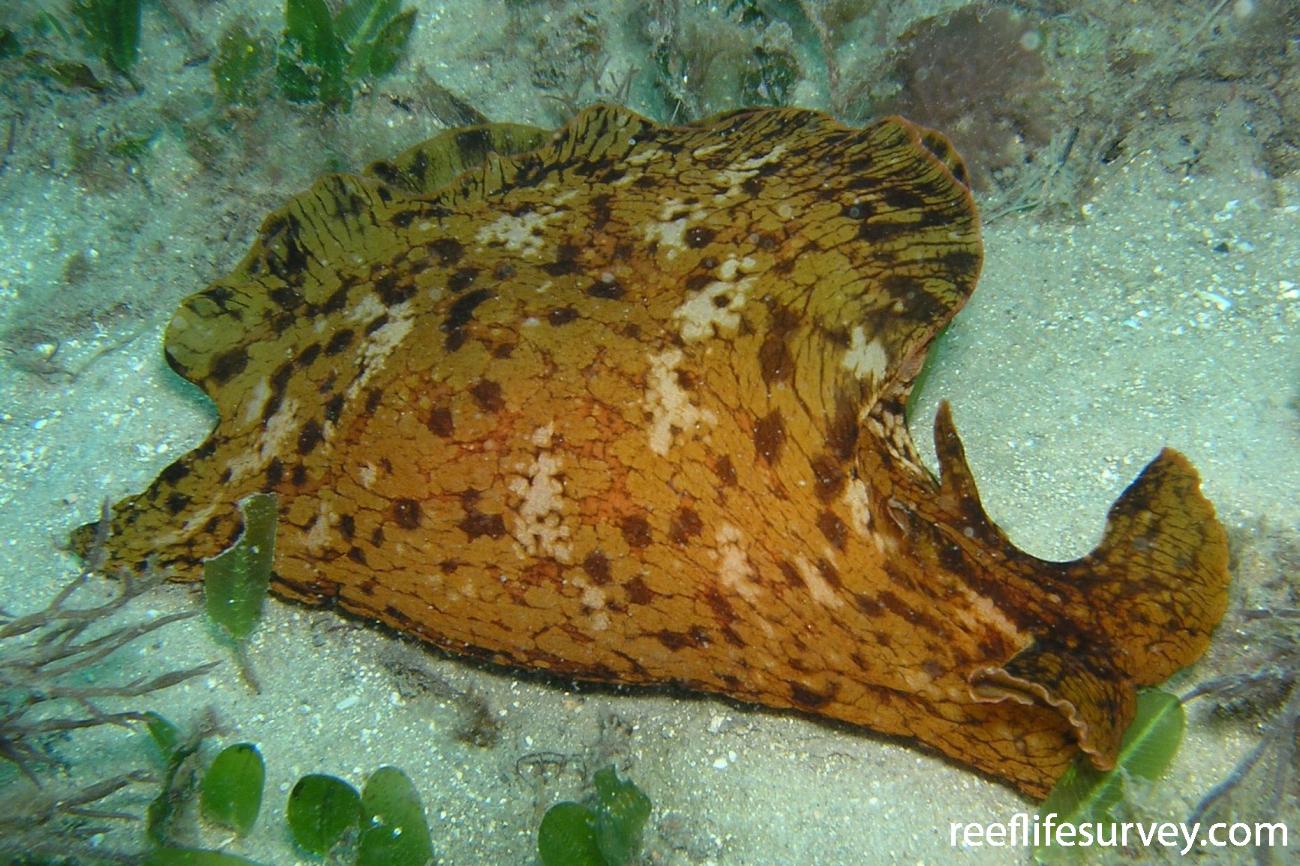 Aplysia extraordinaria - Extraordinary Sea Hare | ReefLifeSurvey.com