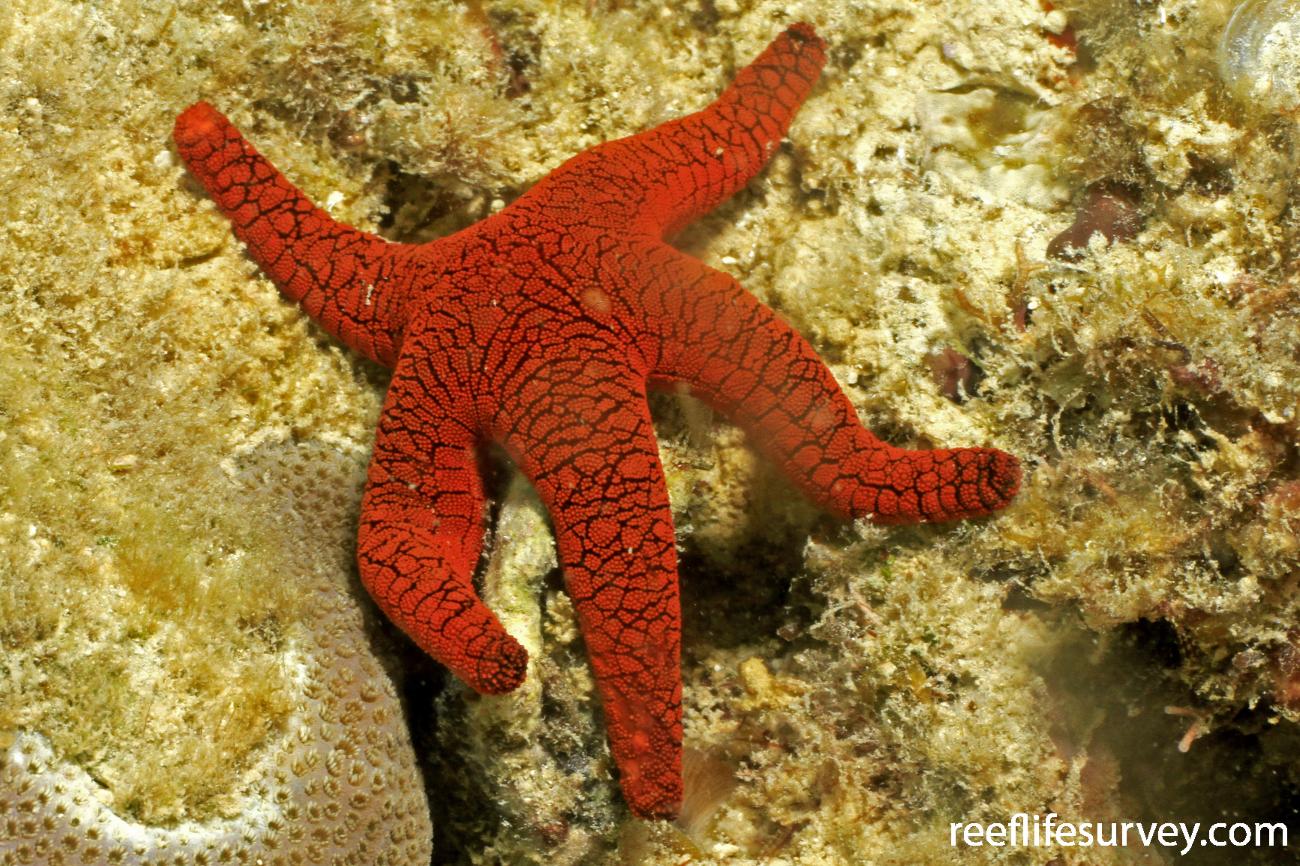 Fromia indica - Indian Seastar | ReefLifeSurvey.com