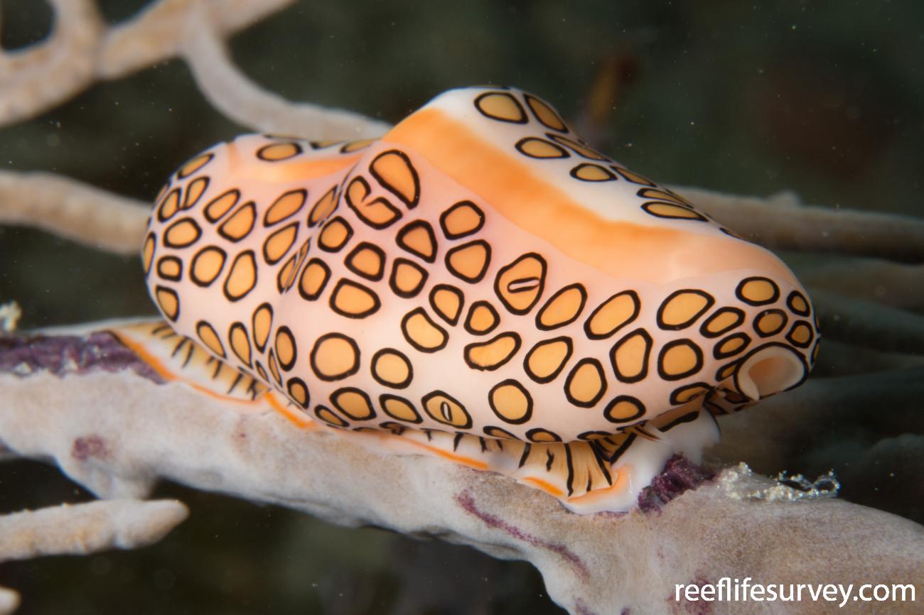 Cyphoma gibbosum - Flamingo Tounge Snail | ReefLifeSurvey.com