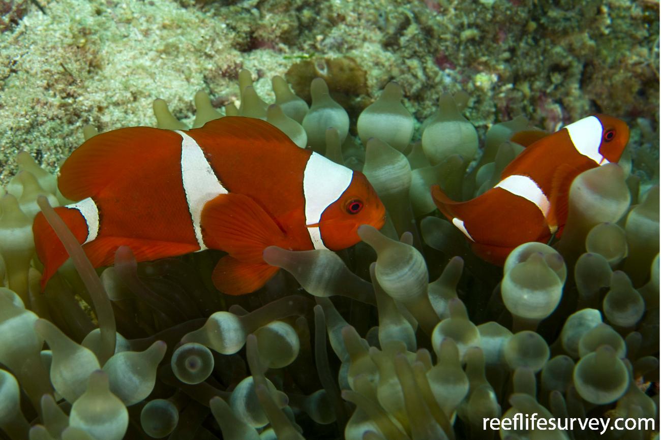 Premnas biaculeatus - Spine-cheek Anemonefish | ReefLifeSurvey.com