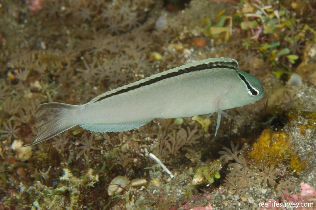 Meiacanthus smithi - Disco Blenny | ReefLifeSurvey.com