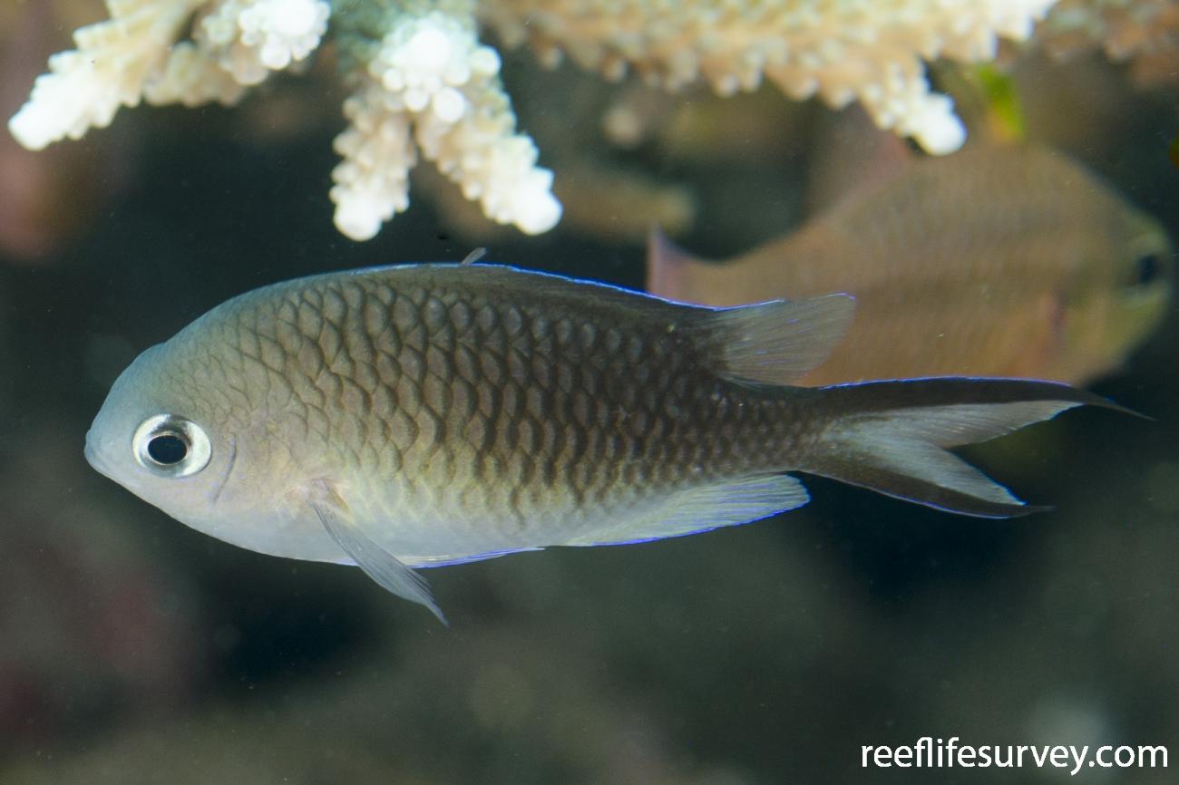 Chromis ternatensis - Swallowtail Puller | ReefLifeSurvey.com