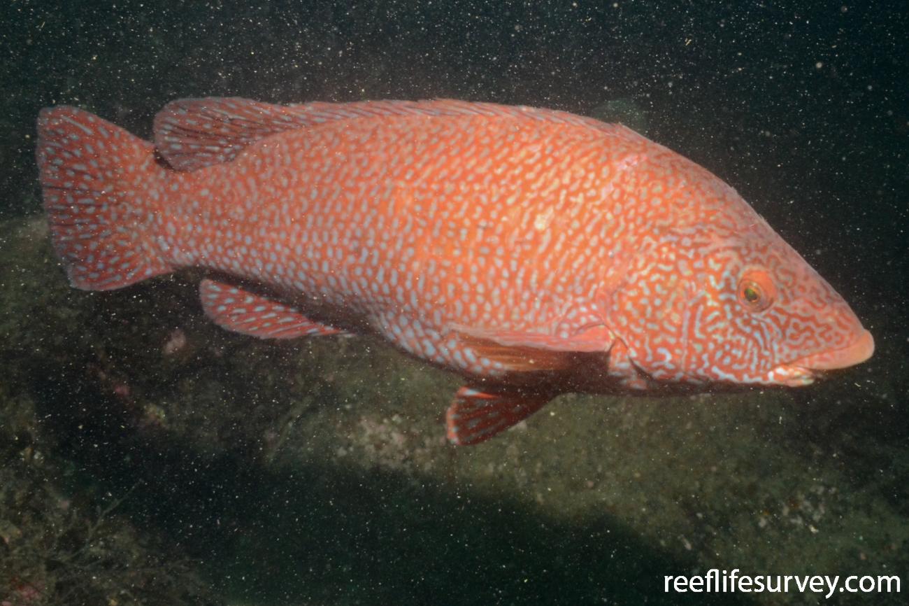 Labrus bergylta - Ballan Wrasse | ReefLifeSurvey.com