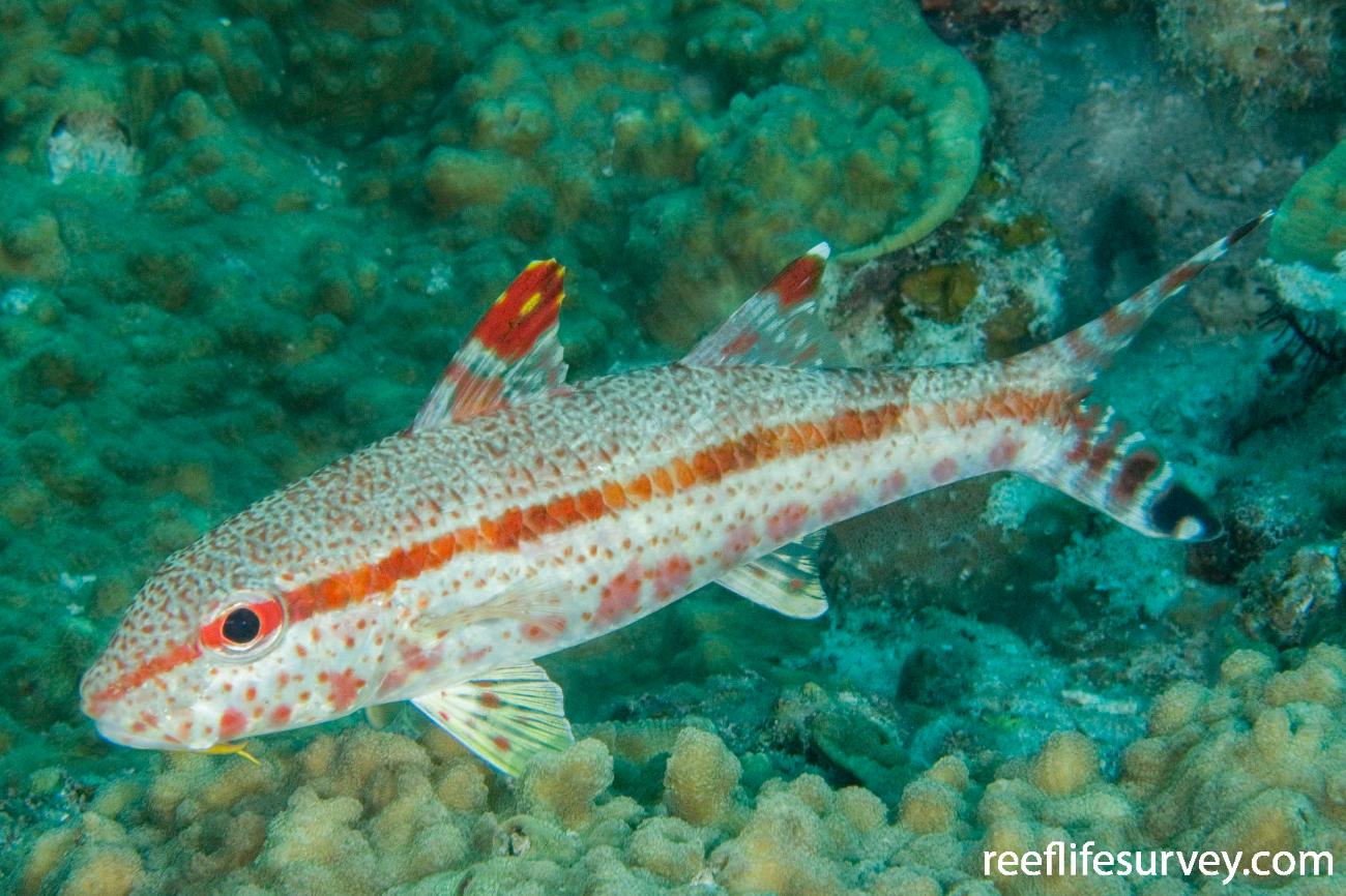 Upeneus tragula - Bartail/freckled Goatfish | ReefLifeSurvey.com