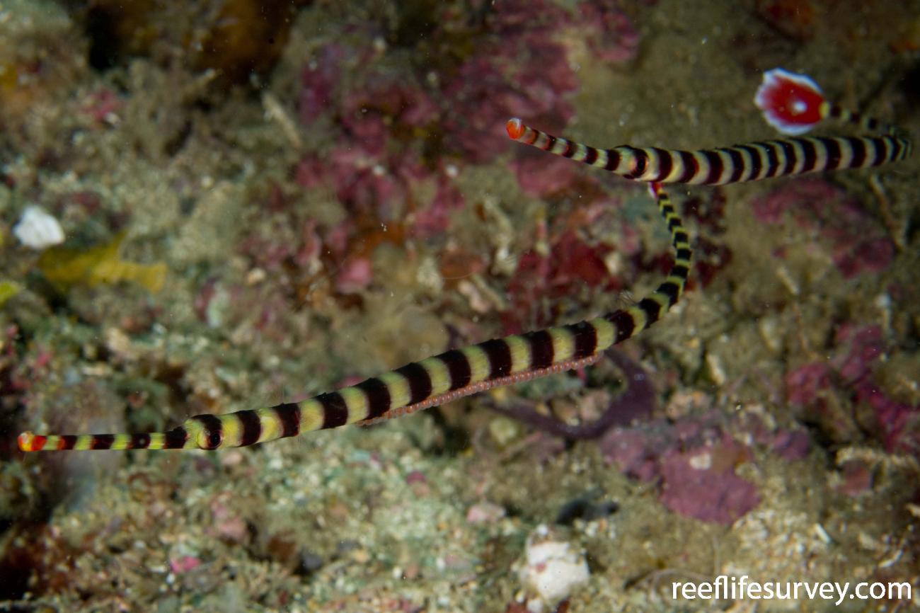 Dunckerocampus dactyliophorus - Banded Pipefish | ReefLifeSurvey.com