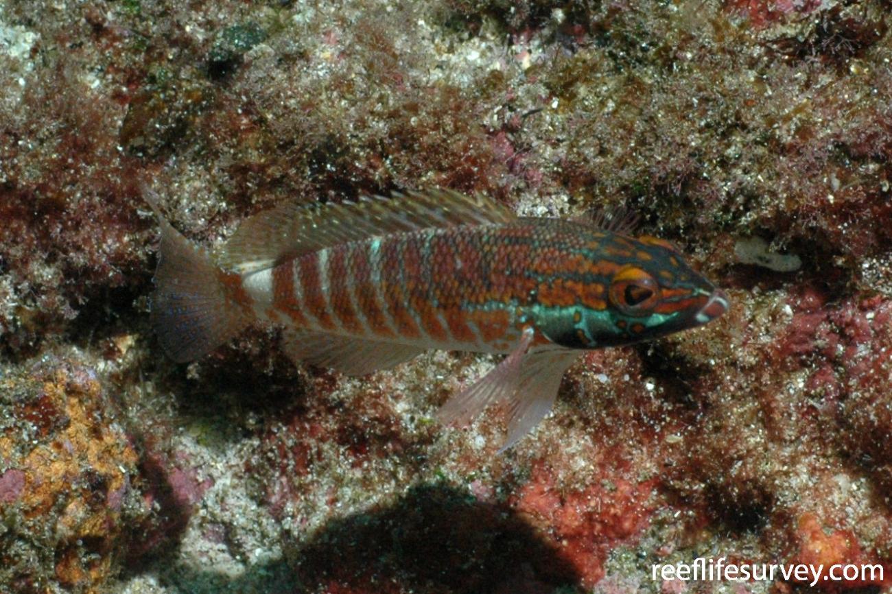 Serranus tico - Cocos Serrano | ReefLifeSurvey.com
