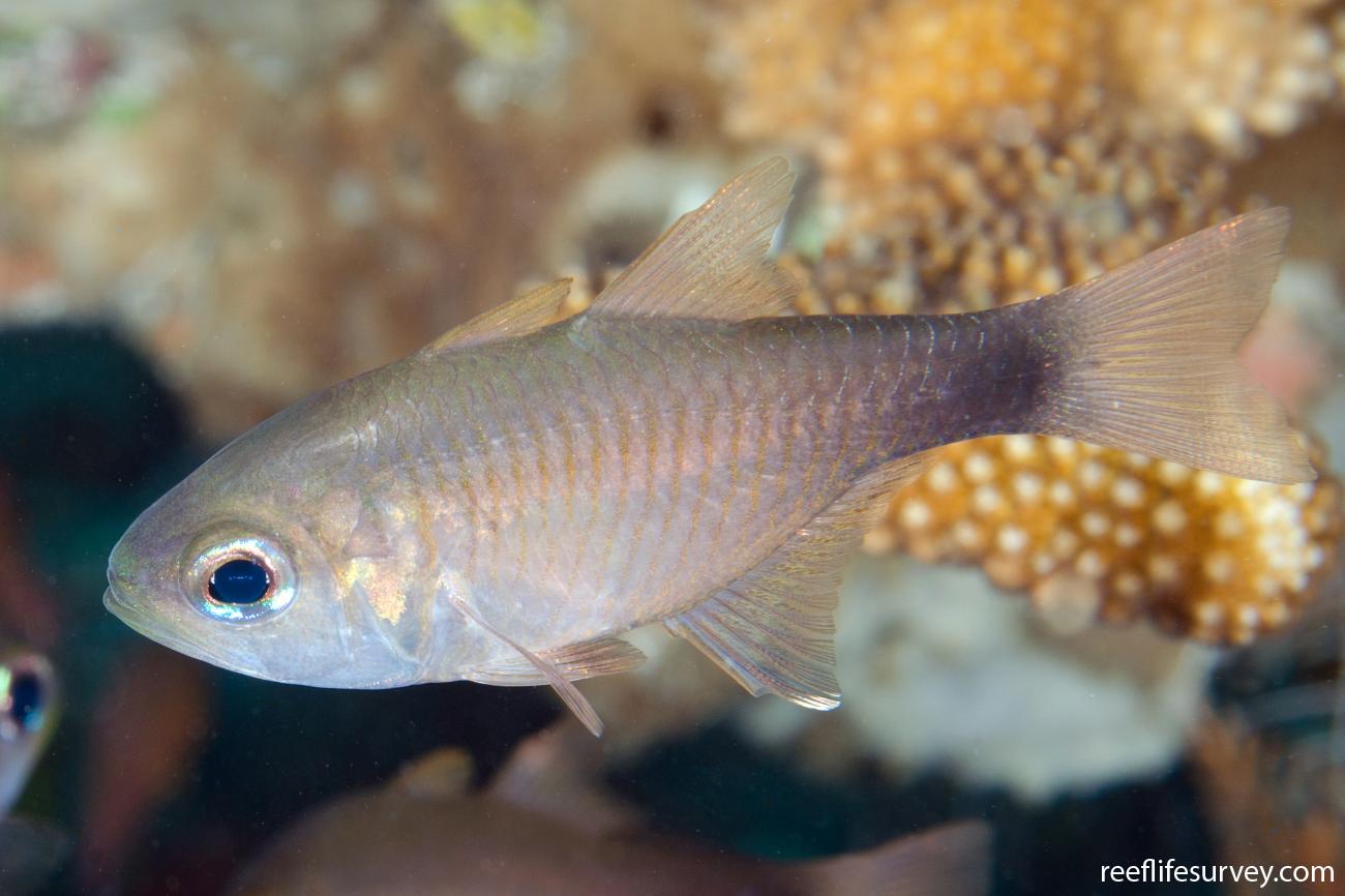 Archamia macroptera - Dusky Tailed Cardinalfish | ReefLifeSurvey.com