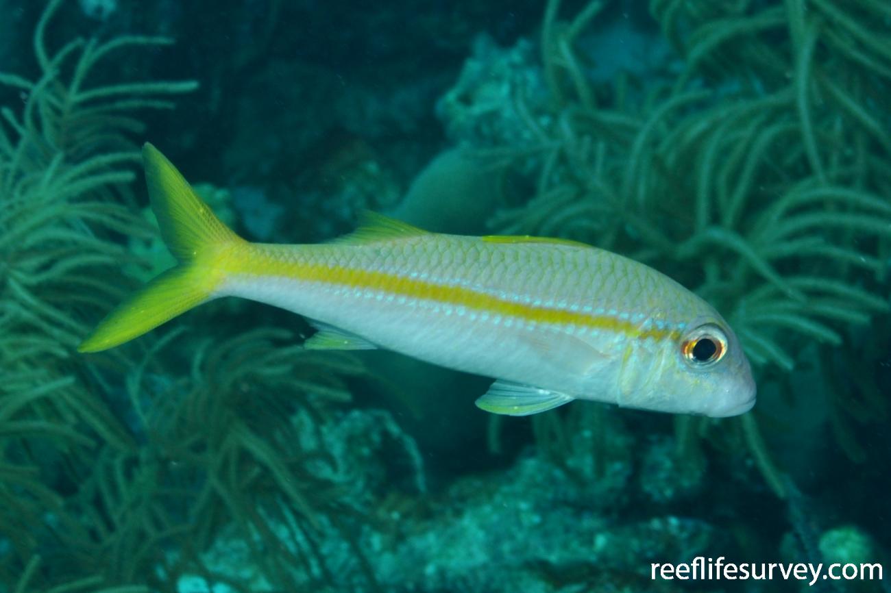 Mulloidichthys martinicus - Yellow Goatfish | ReefLifeSurvey.com