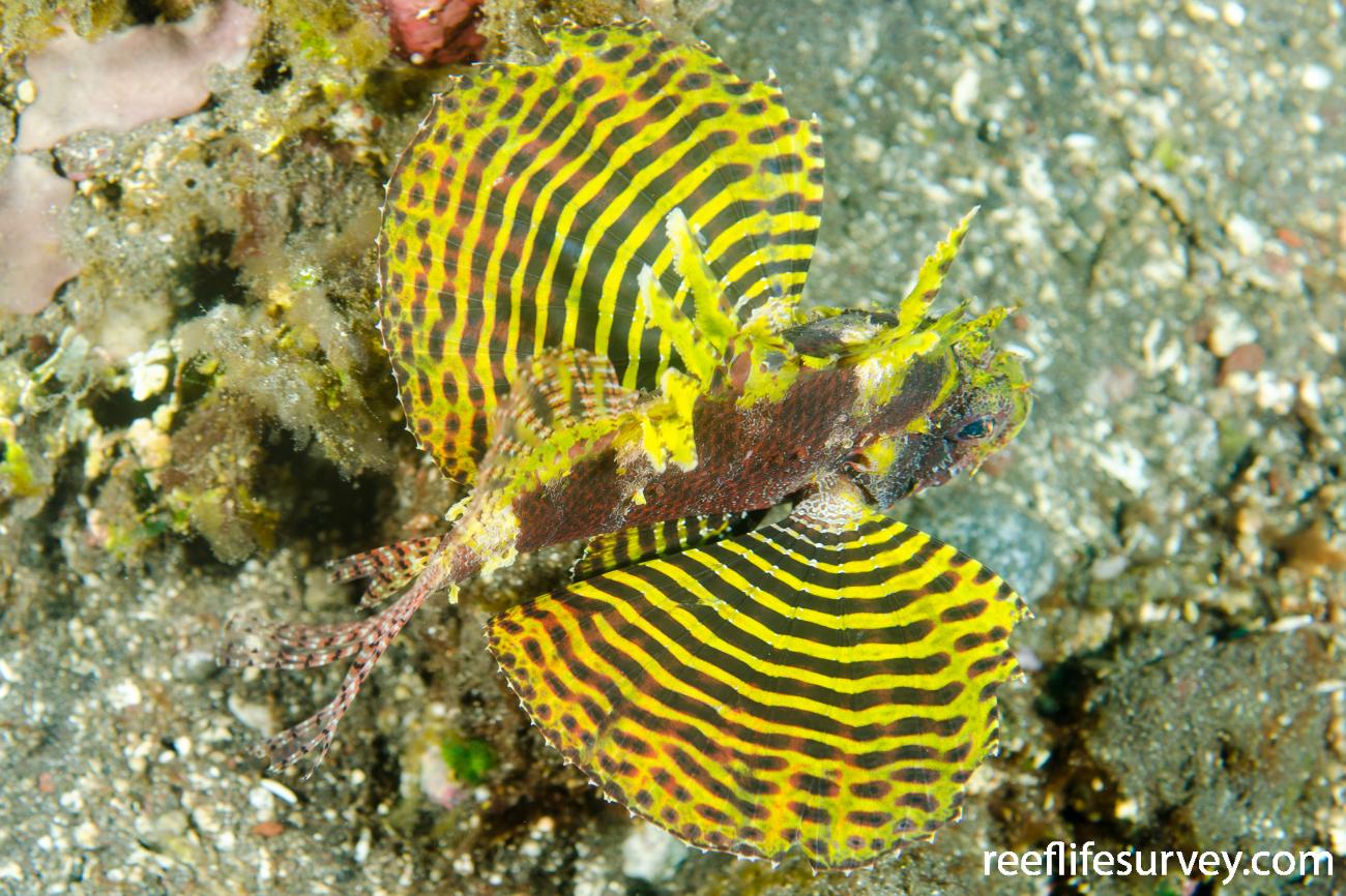 Dendrochirus brachypterus - Dwarf Lionfish | ReefLifeSurvey.com