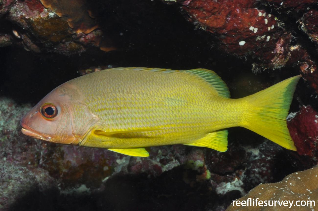 Lutjanus monostigma - Onespot Snapper | ReefLifeSurvey.com