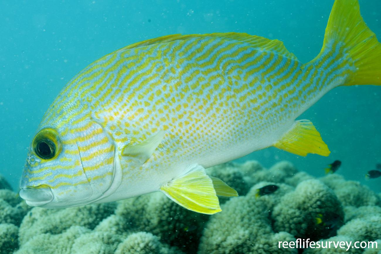 Plectorhinchus multivittatus - Manyline Sweetlips | ReefLifeSurvey.com