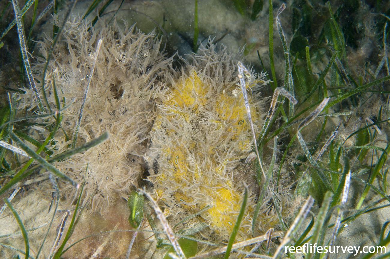 Bursatella leachii - Ragged Seahare | ReefLifeSurvey.com