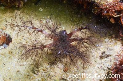 Pentacta doliolum - Mauve sea cucumber | Reef Life Survey