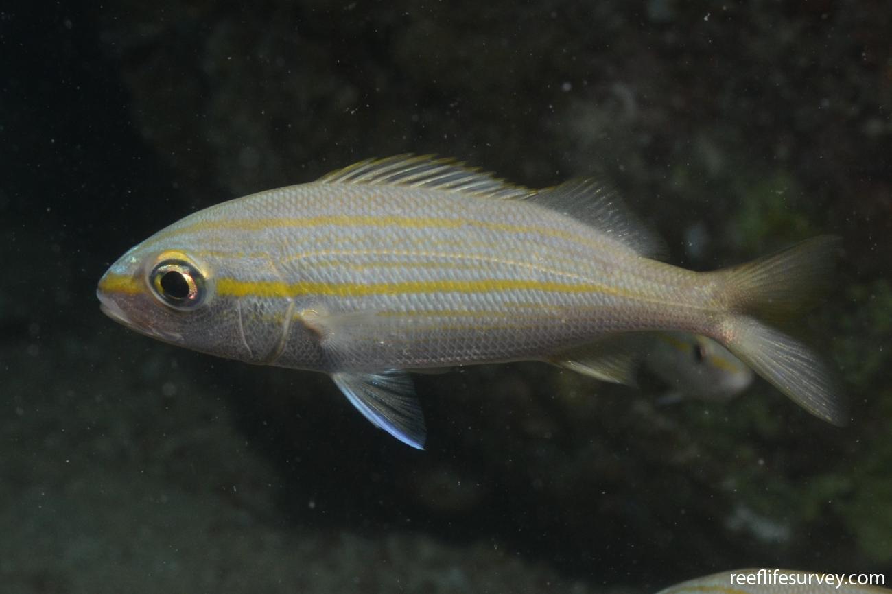Haemulon aurolineatum - Tomtate Grunt | ReefLifeSurvey.com