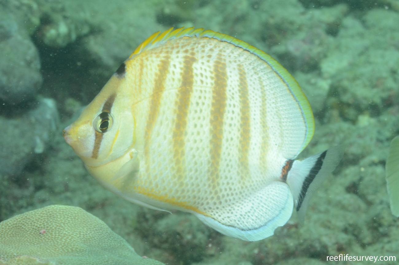 Chaetodon multicinctus - Multiband Butterflyfish | ReefLifeSurvey.com