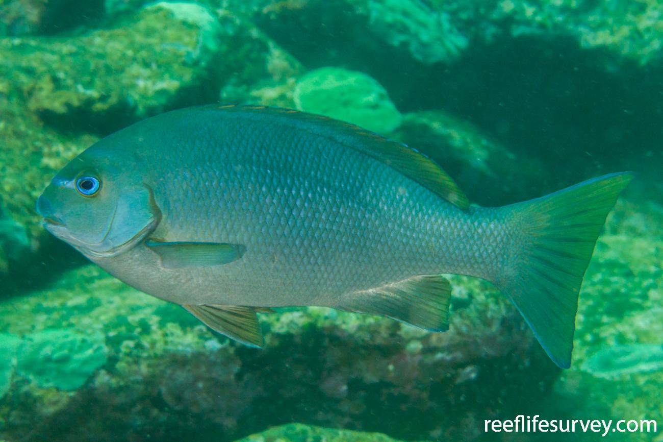 Girella simplicidens - Gulf Opal Eye | ReefLifeSurvey.com