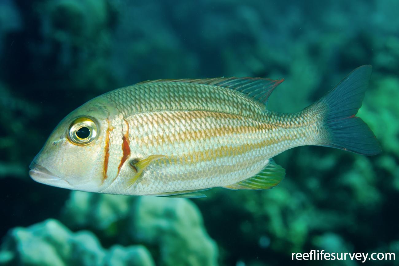Lethrinus ornatus - Ornate Emperor | ReefLifeSurvey.com