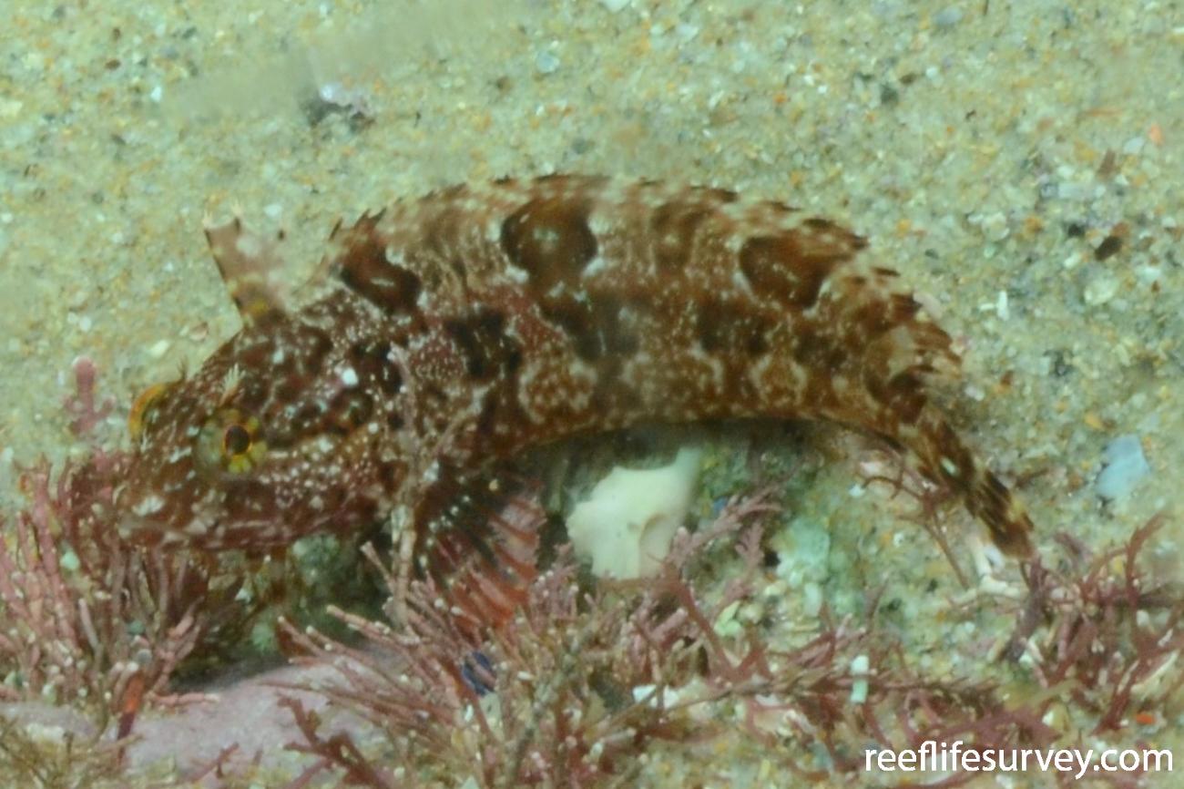 Clinus superciliosus - Super Klipfish | ReefLifeSurvey.com
