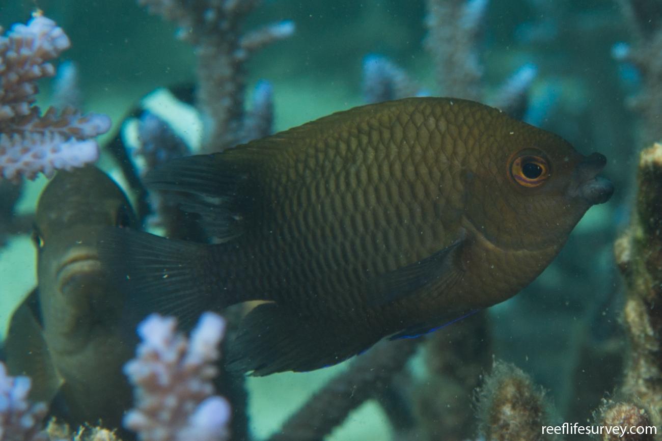 Cheiloprion labiatus - Biglip Damsel | ReefLifeSurvey.com