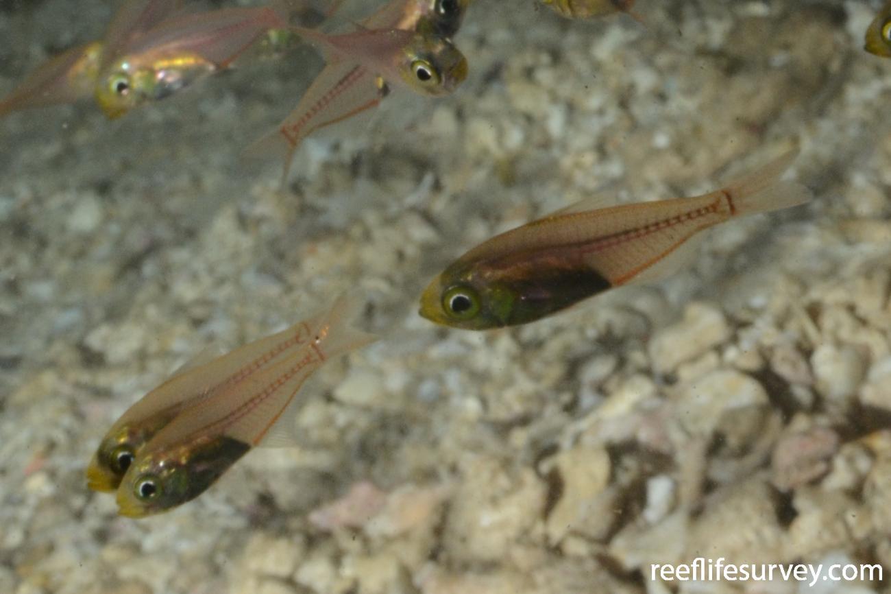 Parapriacanthus dispar - Deep Bullseye | ReefLifeSurvey.com