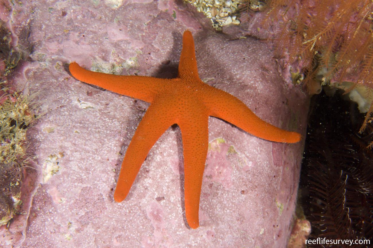 Fromia polypora - Many-spotted Seastar | ReefLifeSurvey.com