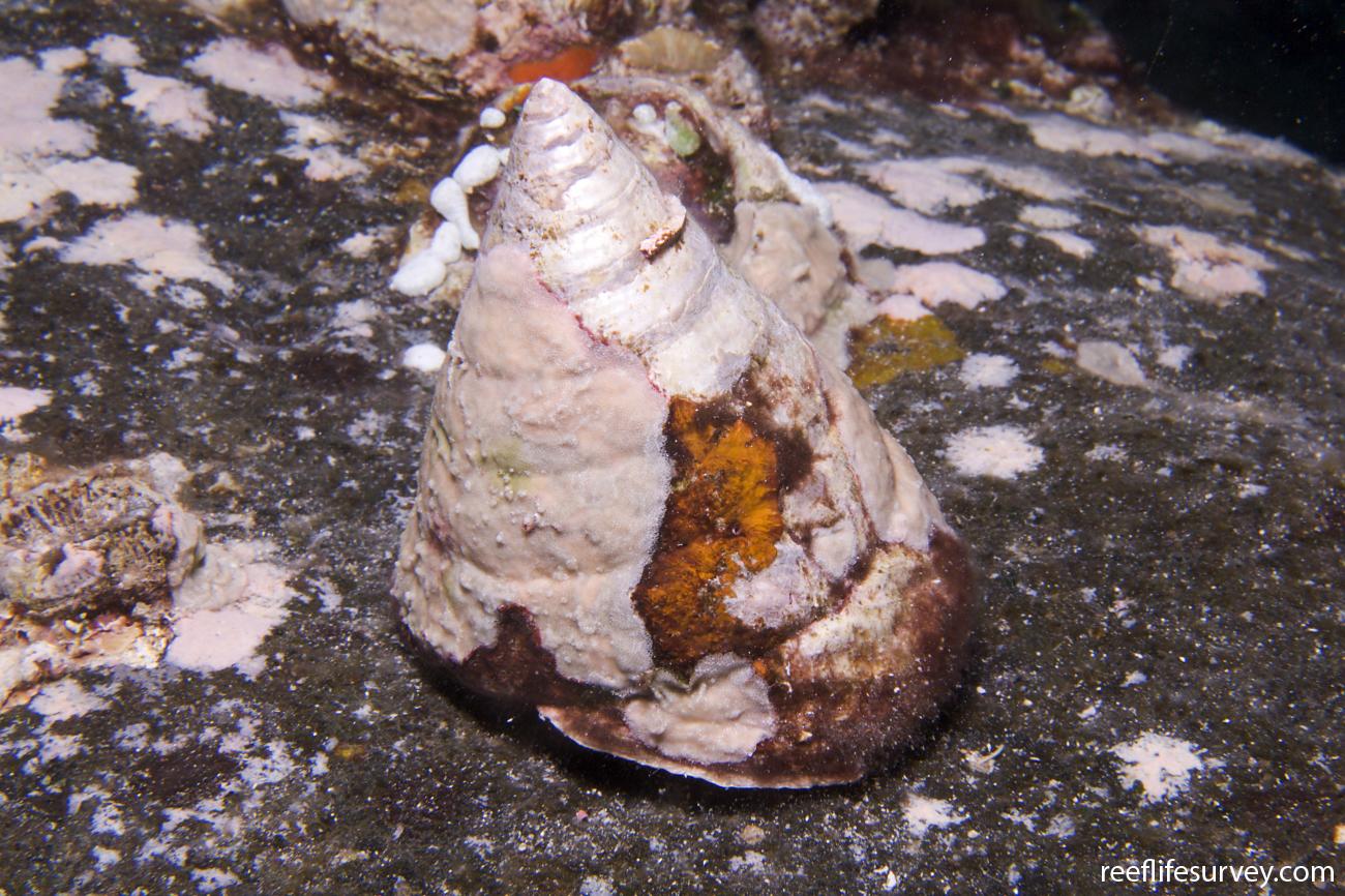 Tectus pyramis - Pyramid Top Shell | ReefLifeSurvey.com