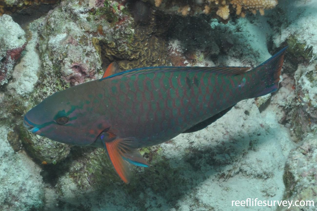 Scarus russelii - Eclipse Parrotfish | ReefLifeSurvey.com