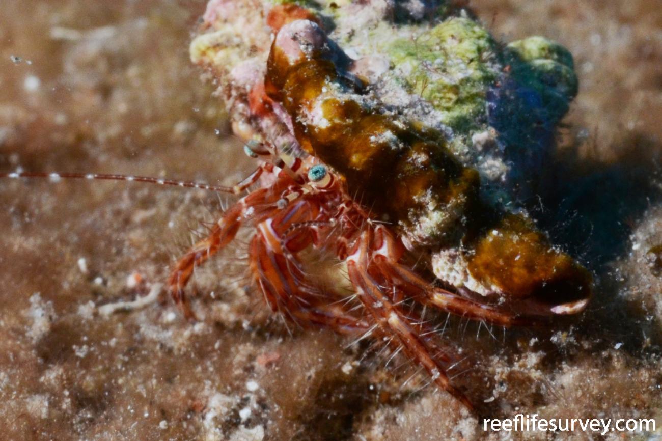 Pagurus anachoretus - Striped Hermit Crab | ReefLifeSurvey.com