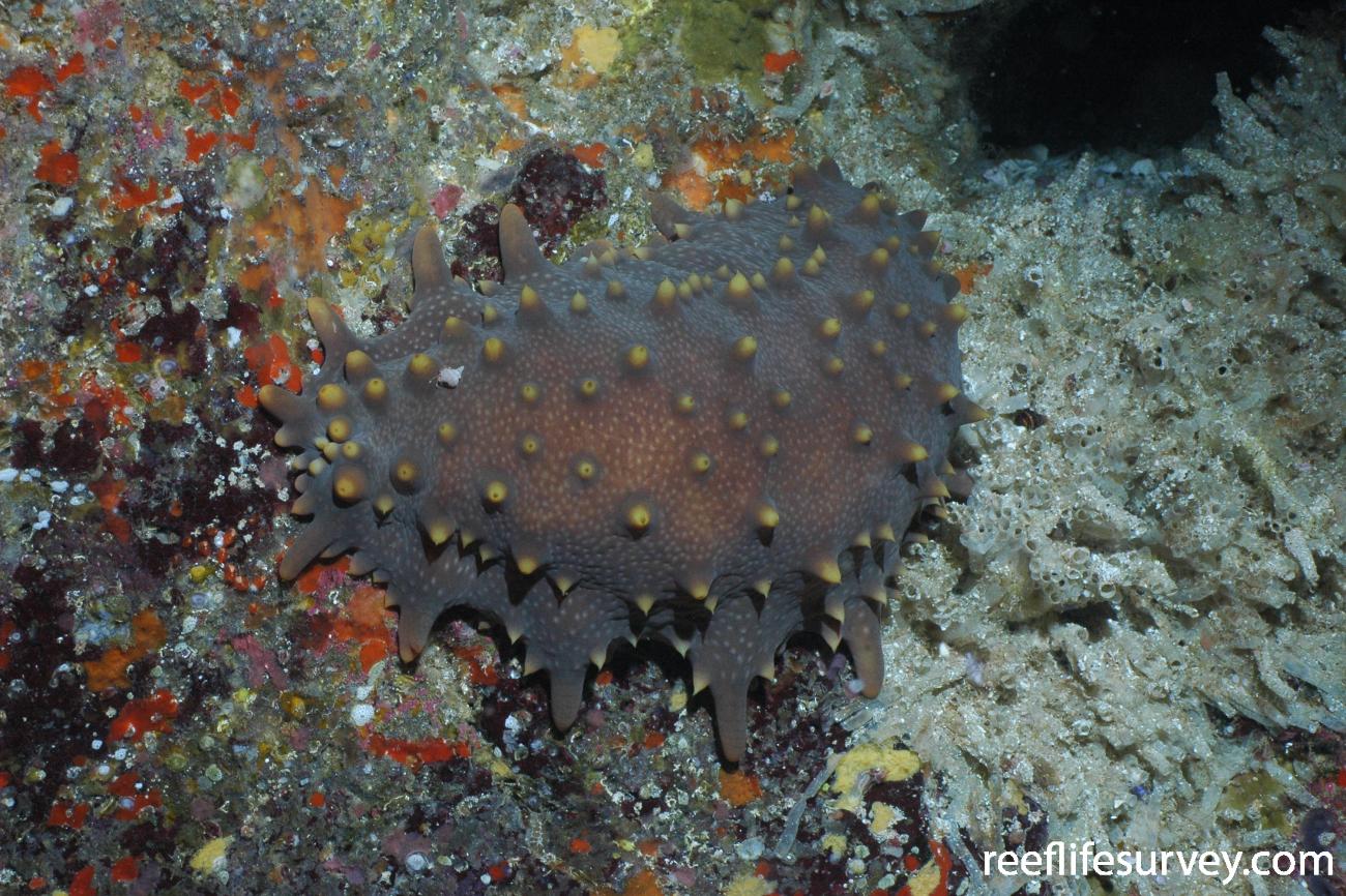 Isostichopus fuscus - Brown Sea Cucumber | ReefLifeSurvey.com