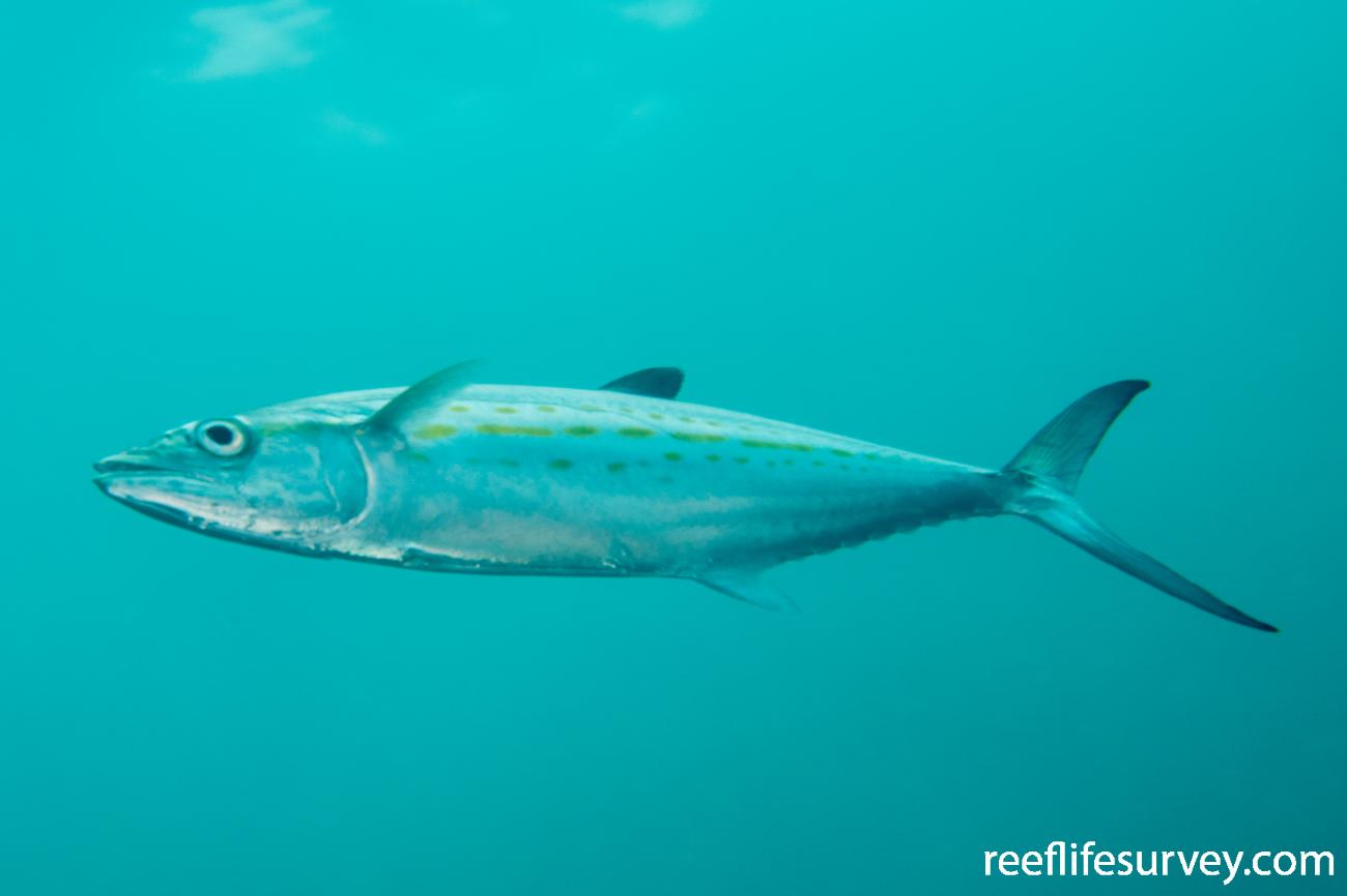 Scomberomorus regalis - Cero | ReefLifeSurvey.com