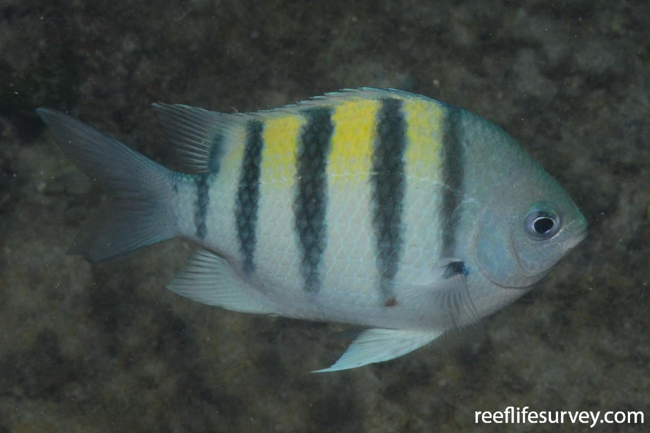 Abudefduf saxatilis - Sergeant Major | ReefLifeSurvey.com