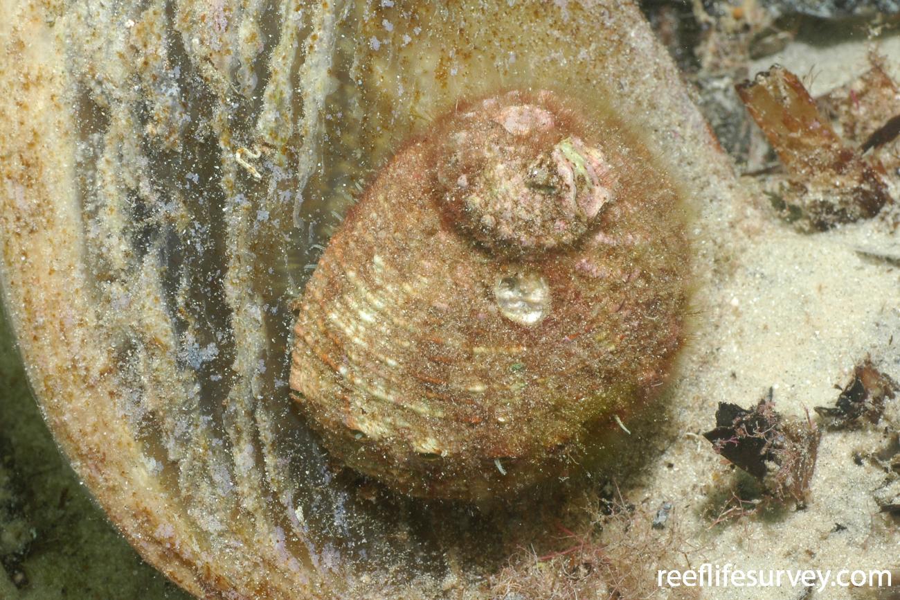 Haliotis cyclobates - Circular Abalone | ReefLifeSurvey.com